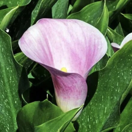 E-SHOP TULIPANIA - Prodej cibulovin | tulipania.cz