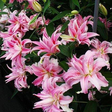 E-SHOP TULIPANIA - Prodej cibulovin | tulipania.cz