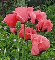 E-SHOP TULIPANIA - Prodej cibulovin | tulipania.cz